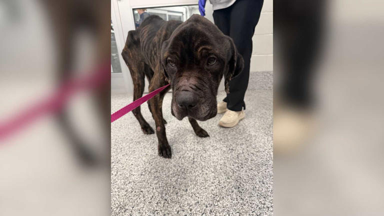 Officials seek info about stray, sickly dog found in Boston