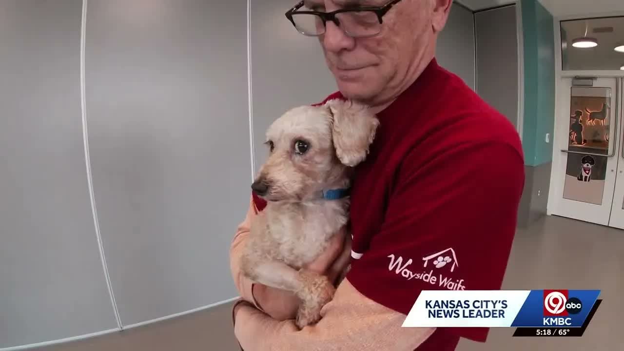 Dozens of dogs rescued from Alabama puppy mill find new homes in Kansas ...