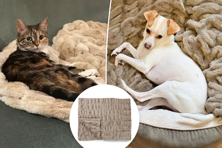 Page Six staffers (and their pets) can't get enough of these viral blankets