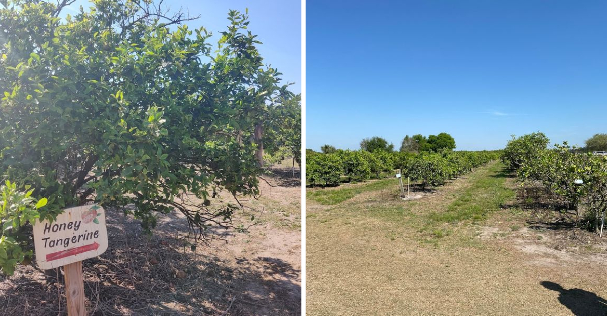 At this massive Florida citrus farm, fresh oranges become pure vintage ...