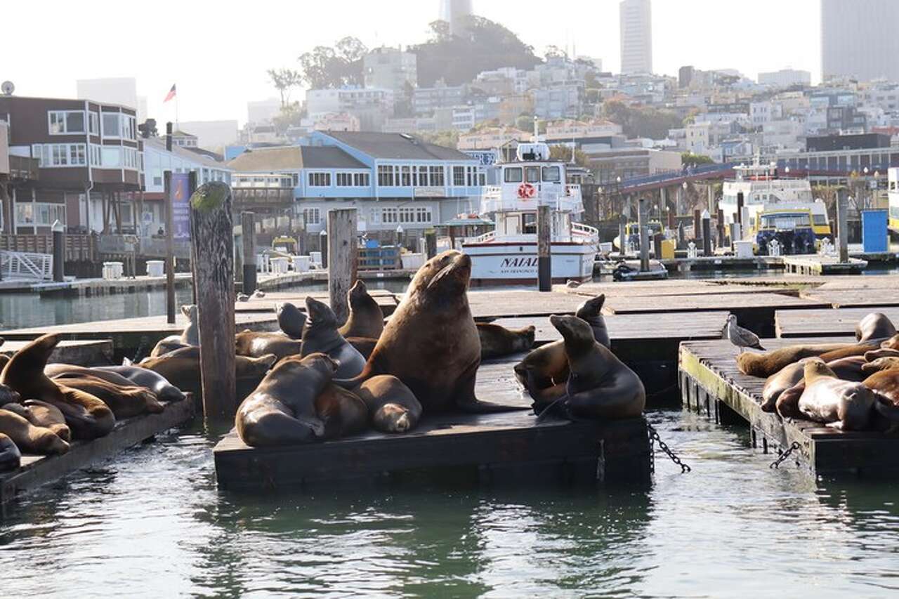 A 2,000-pound sea lion named Chonkers is SF.'s latest animal celebrity ...