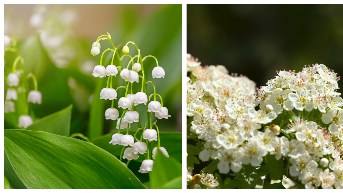 The month of May has 2 birth flowers to choose from—here's what they ...