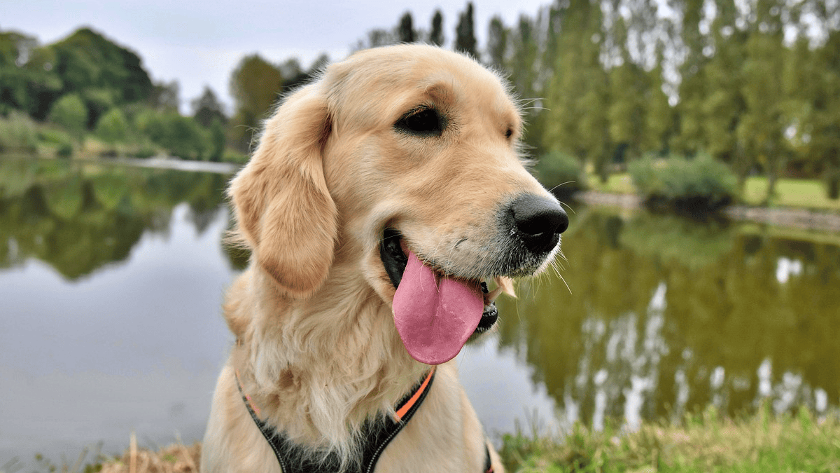 That '7 dog years' rule is a lie. Here's the real truth about your pet ...