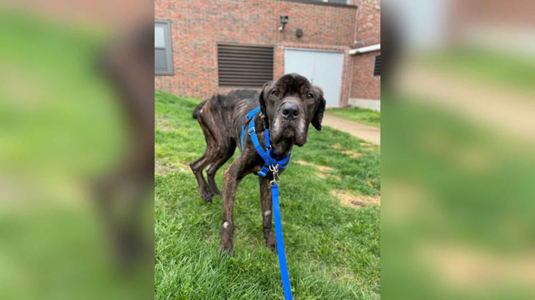 Officials seek info about stray, sickly dog found in Boston