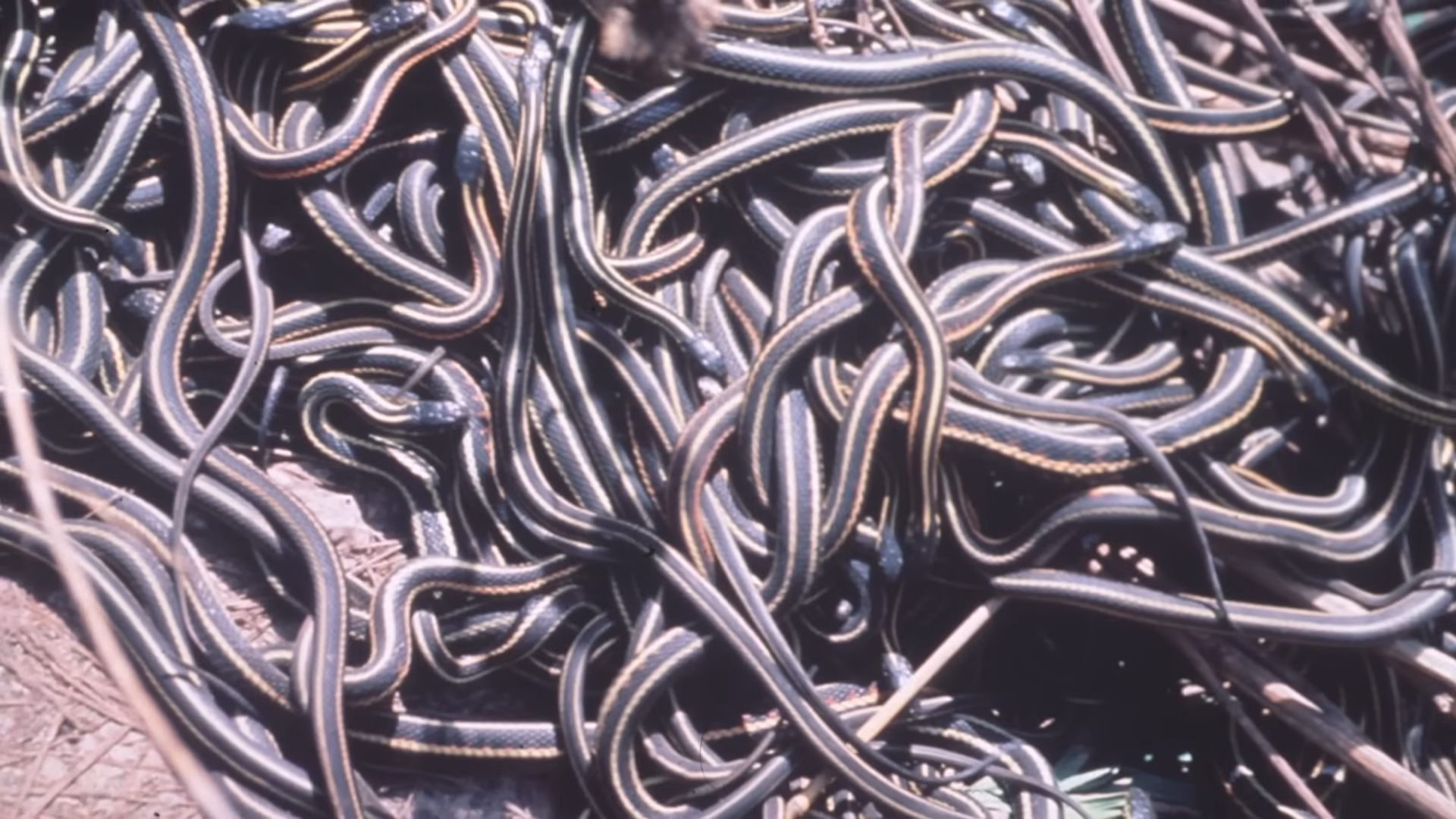 It rained fish 120 miles from the ocean - and it still happens