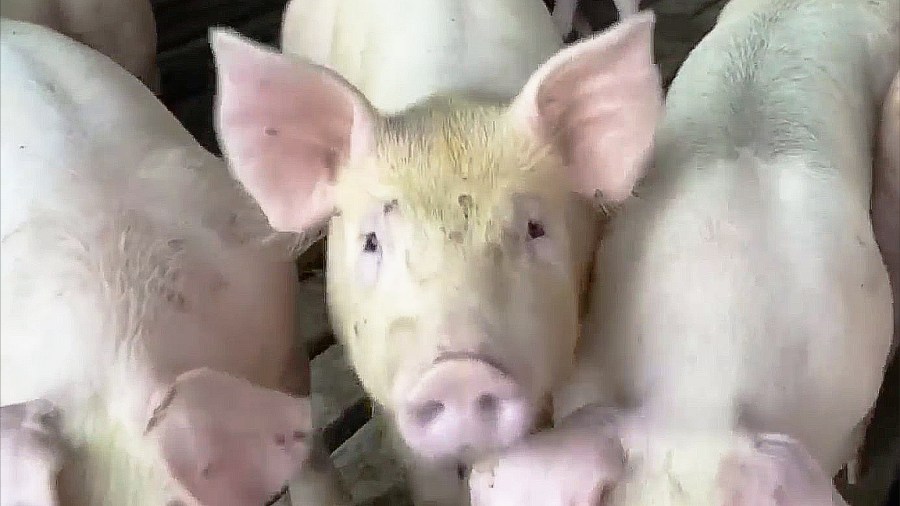 Iowa officials announce successful eradication of contagious swine virus
