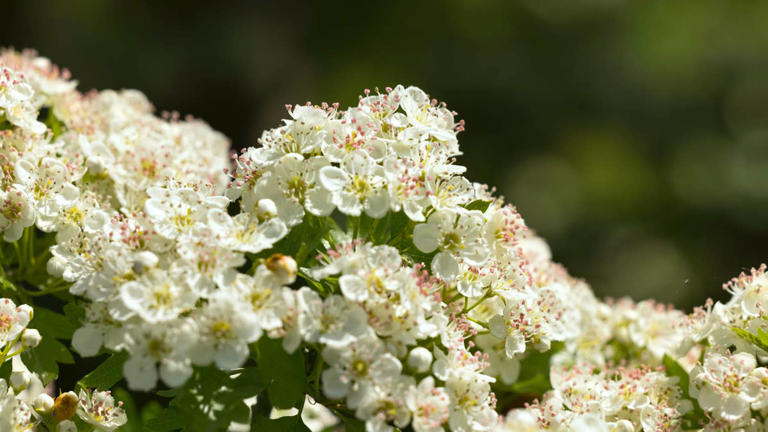 The month of May has 2 birth flowers to choose from—here's what they ...