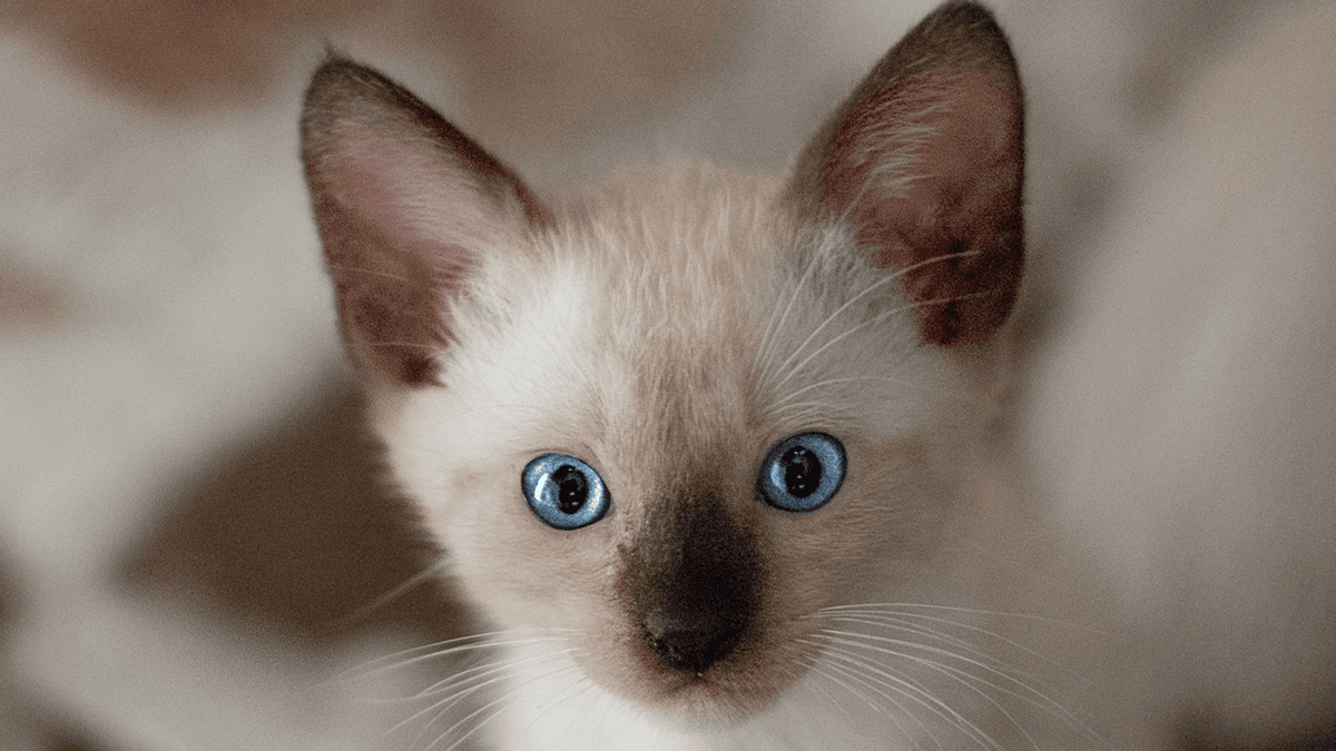 Your cat loves you madly (even though he tries not to show it)
