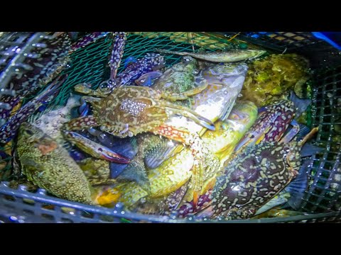 Discovering amazing sea life up close