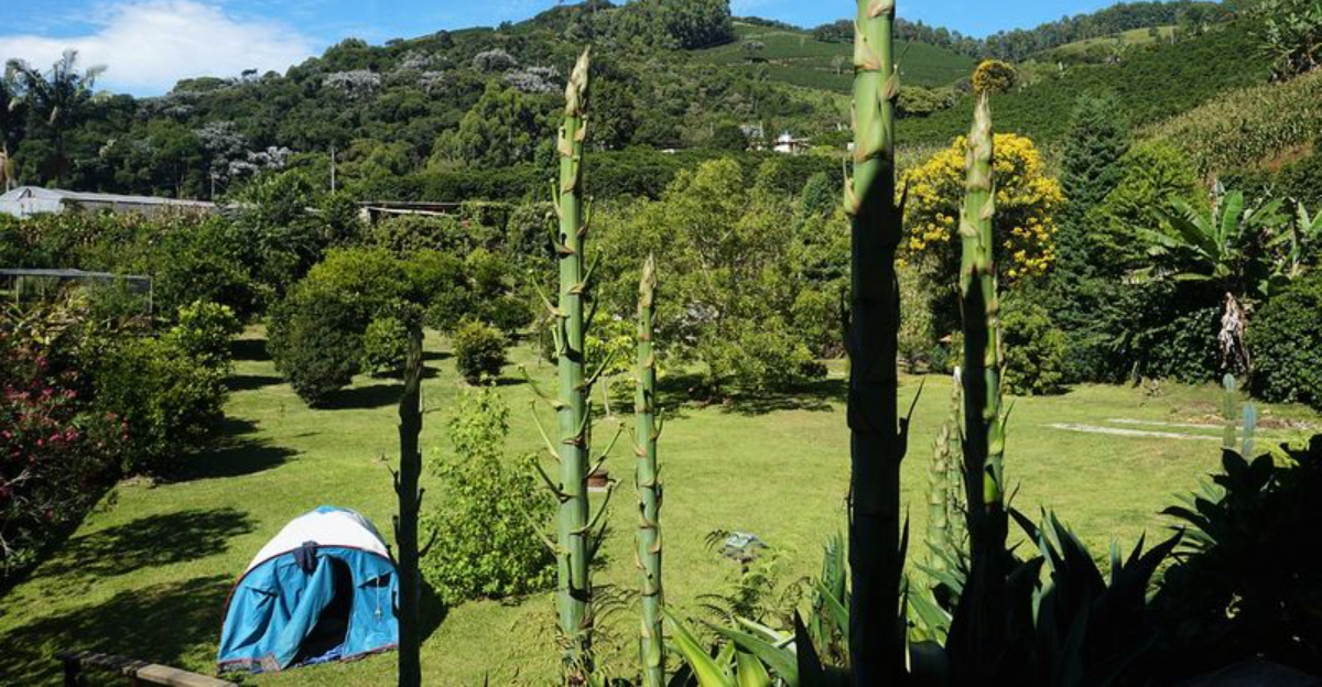 Think twice before camping alone in these countries