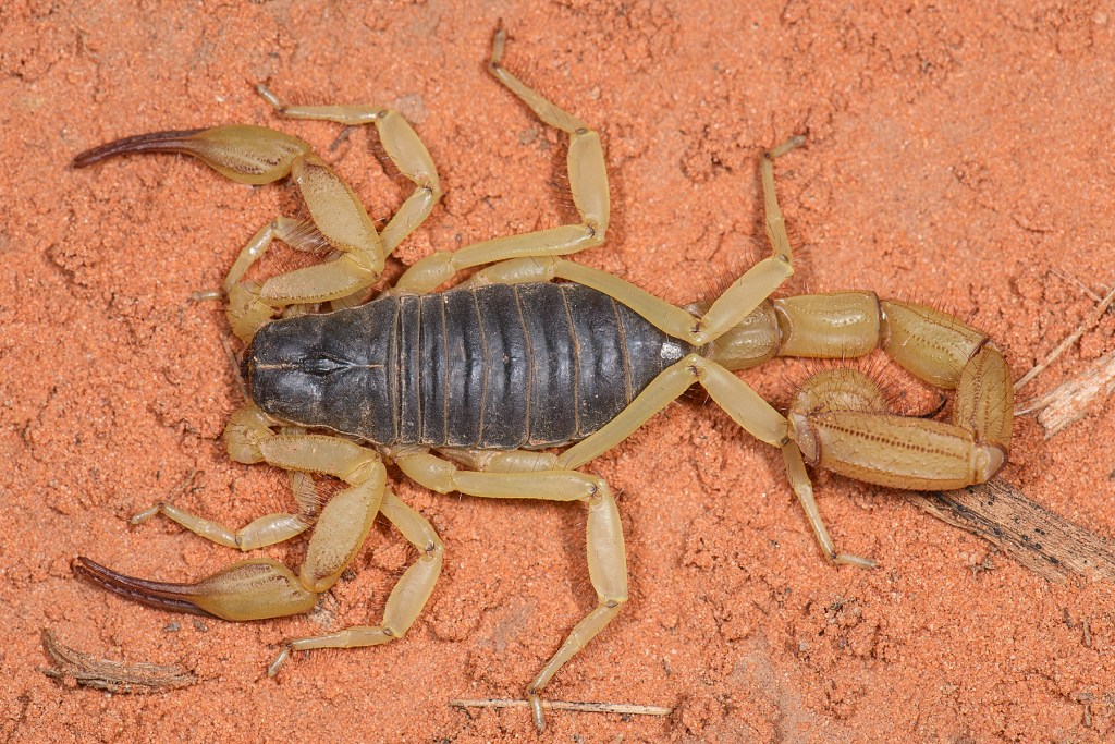 Scorpions just got even more terrifying