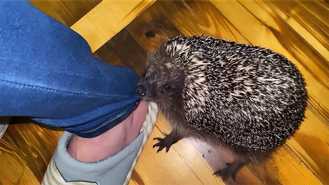 Tiny injured hedgehog was left alone - but then she became the boss of ...
