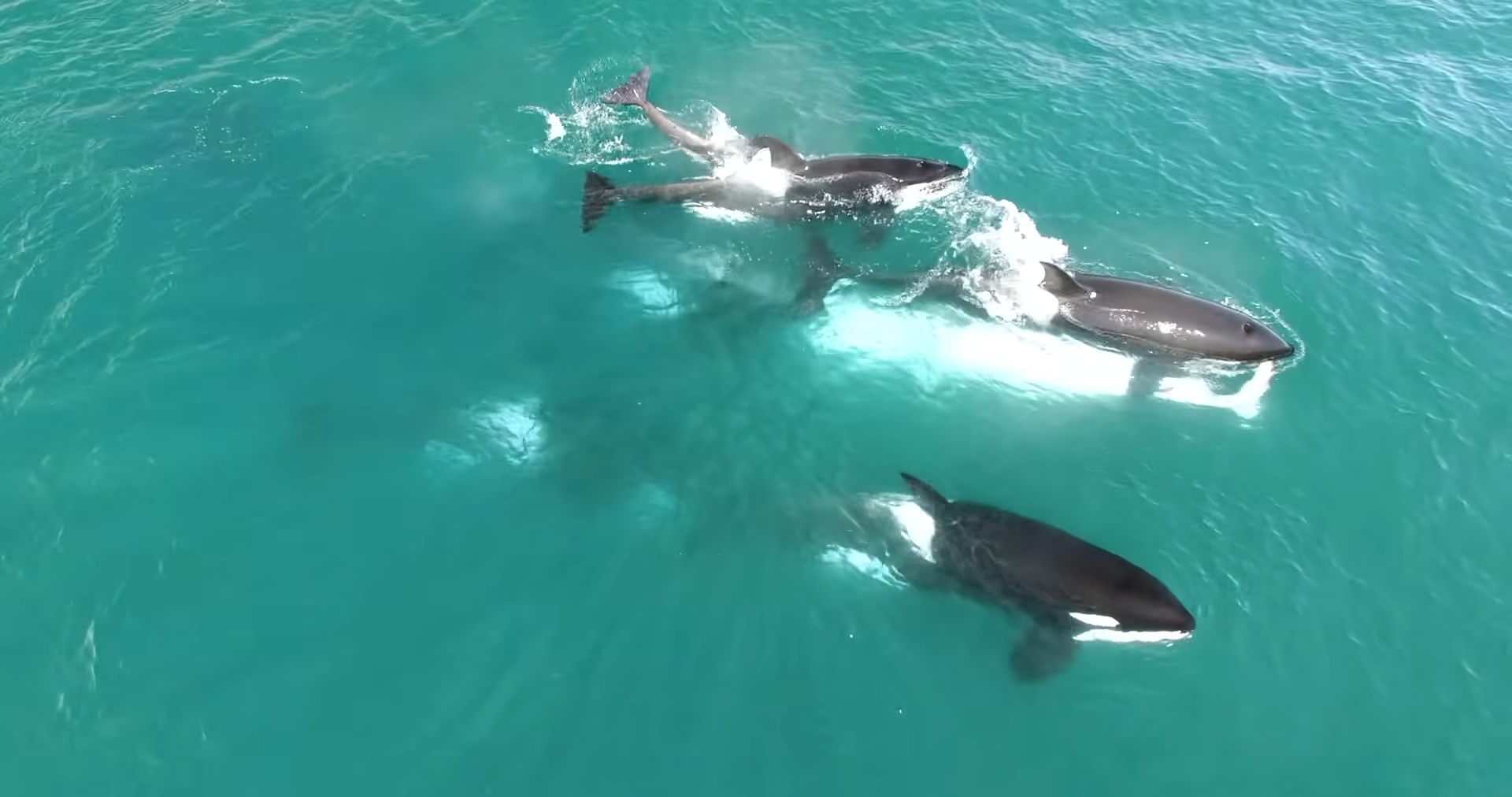 Watch what happens when boats become targets in open water