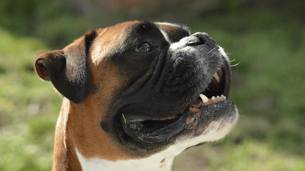 20 of the best-behaved dog breeds, as listed by the American Kennel Club