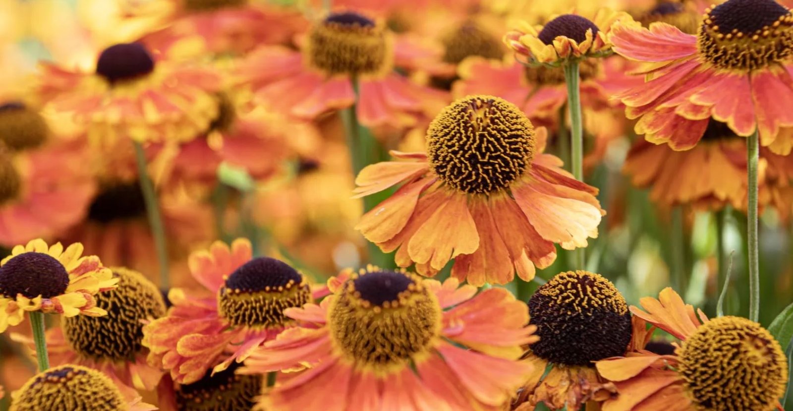 Plant once and enjoy these 8 stunning perennial flowers year after year