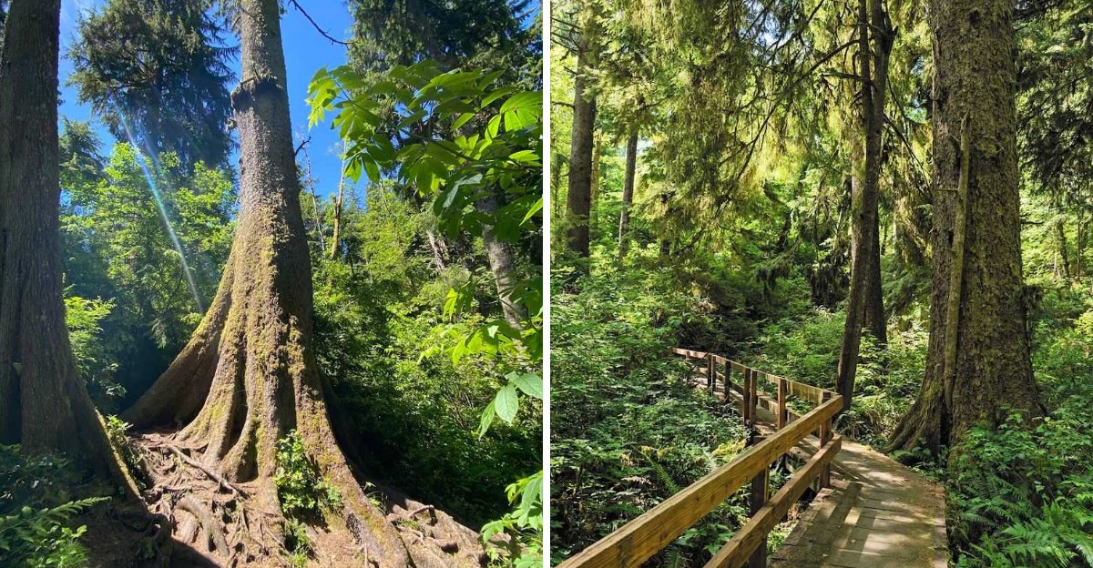 The Oregon trail that leads to a 300-year-old spruce hiding above a ...