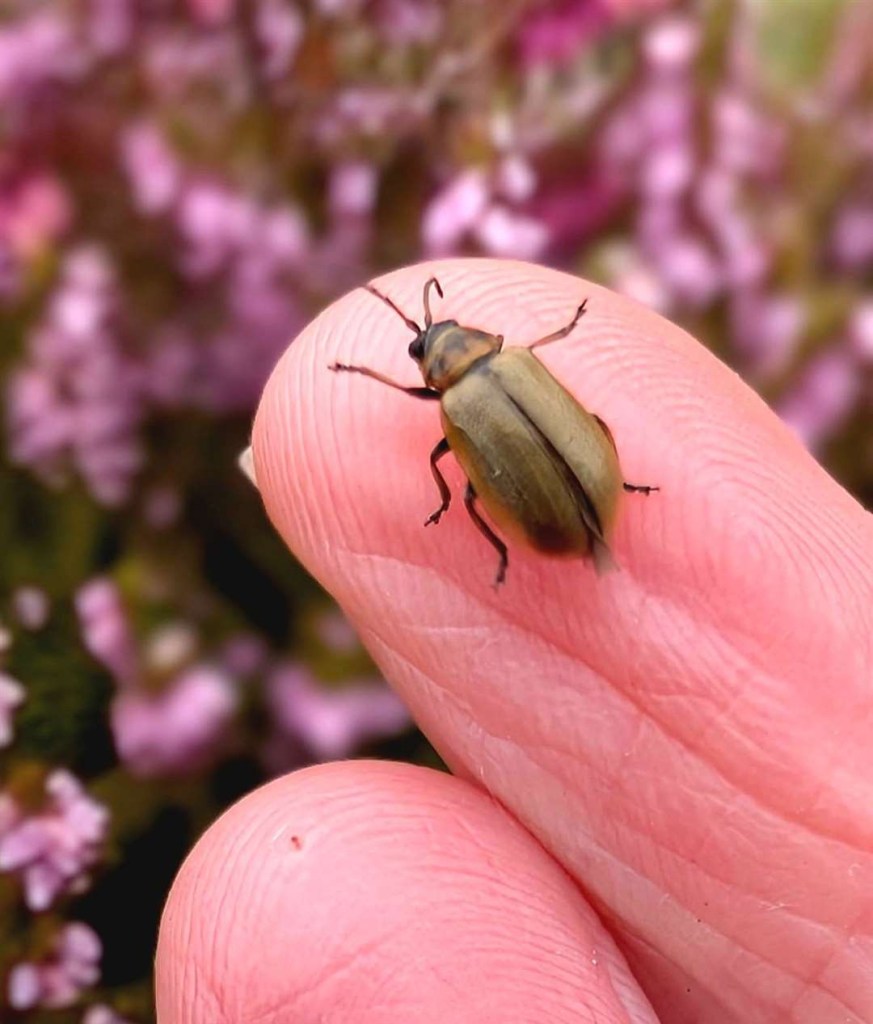 Beetle invasion swarm beaches with billions of dead insects