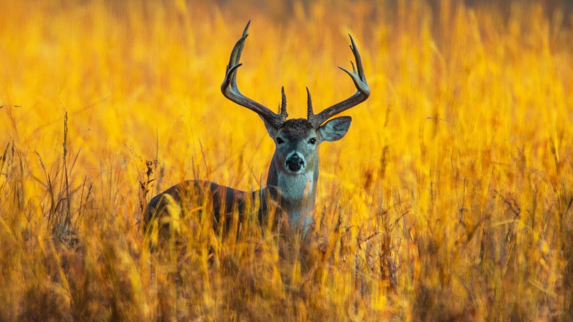 Why NJ just quietly killed 94 deer in a park next to the Manhattan skyline