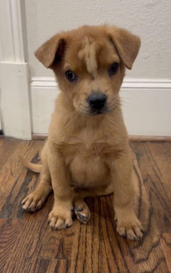 Puppy born with skull defect and blonde mohawk has no idea she's any ...