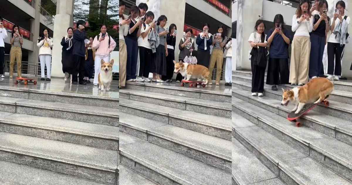 Corgi waits for crowd before showing off skating skills