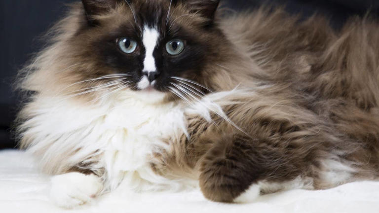 Rare brown ragdoll kitten looks like a half-baked brownie