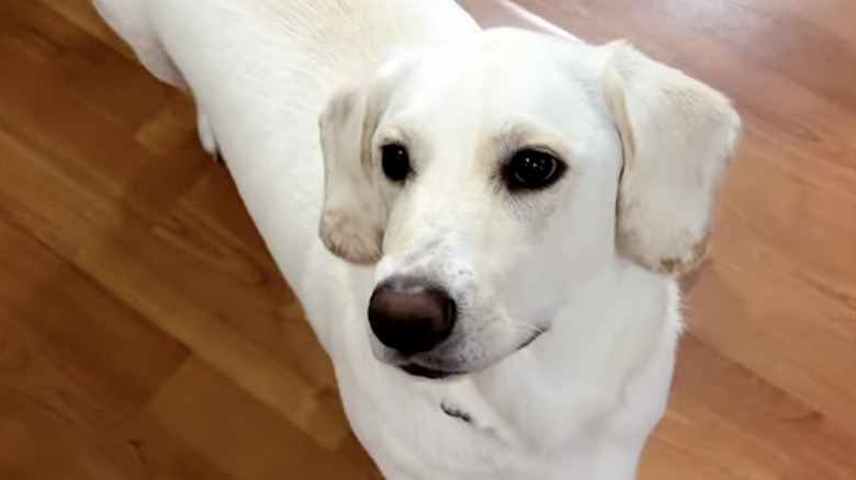 'Labra-cadabra': Watch this white lab grow into a mixed breed that ...