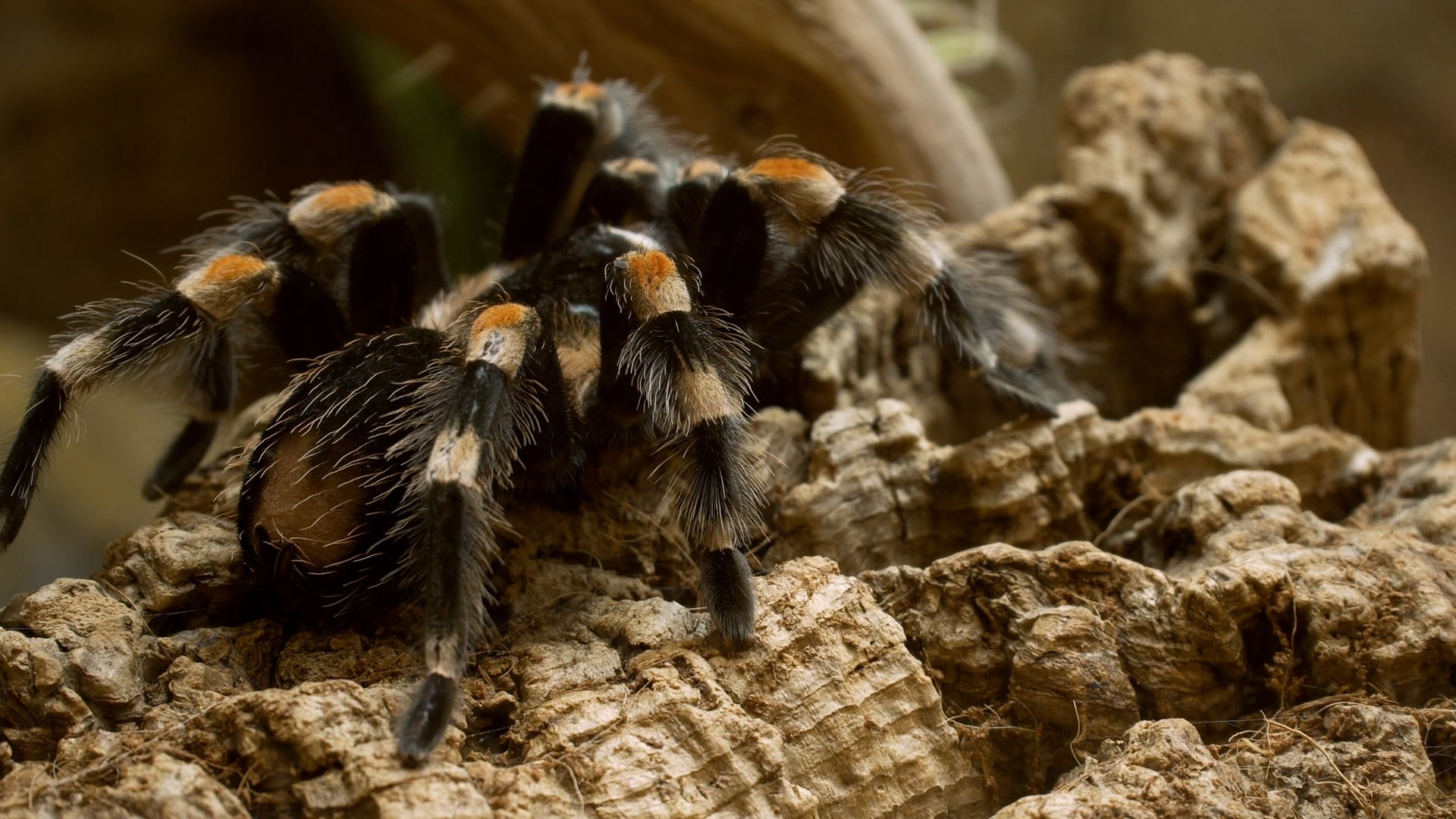 Fernbank Museum debuts interactive Orkin Discovery Zone exhibit
