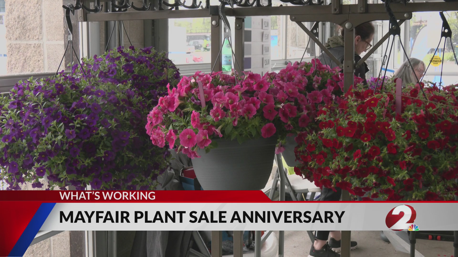 Mayfair plant sale anniversary