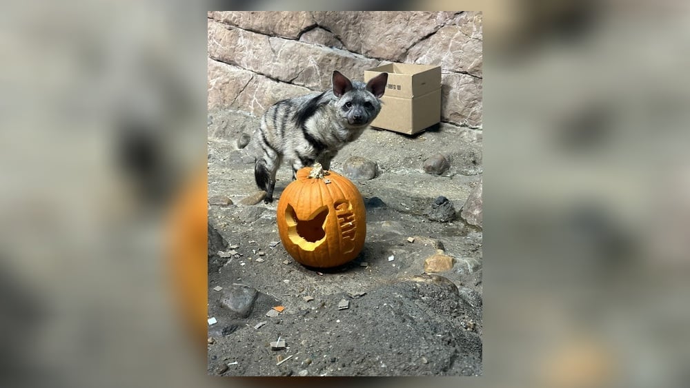 Area zoo mourning loss of last aardwolf