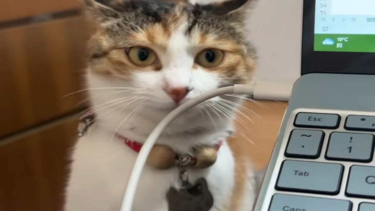 Persistent cat battles laptop charger in Anhui