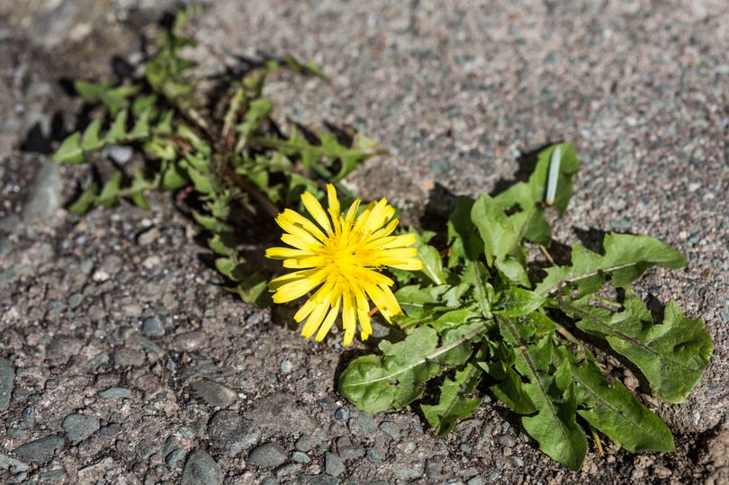 I asked 5 gardening experts how to banish driveway weeds this spring ...