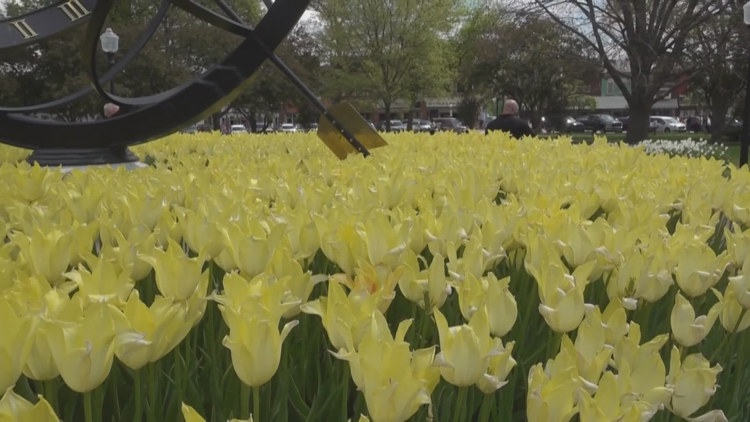 Visitors already roaming downtown Pella as Tulip Time nears