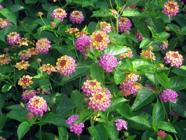 I’ve ignored this flower for 20 years—and it still blooms like clockwork