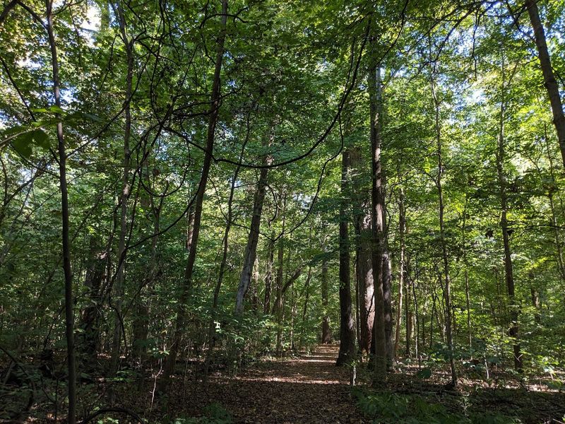 This Indiana woodland preserve is packed with native trees, wildlife ...