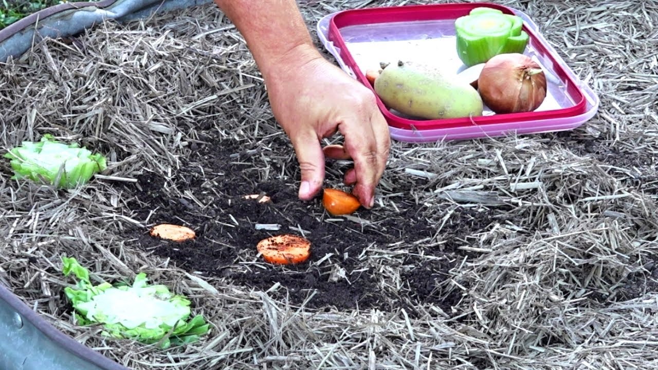 Regrow kitchen scraps: What really works in the garden? | Self ...