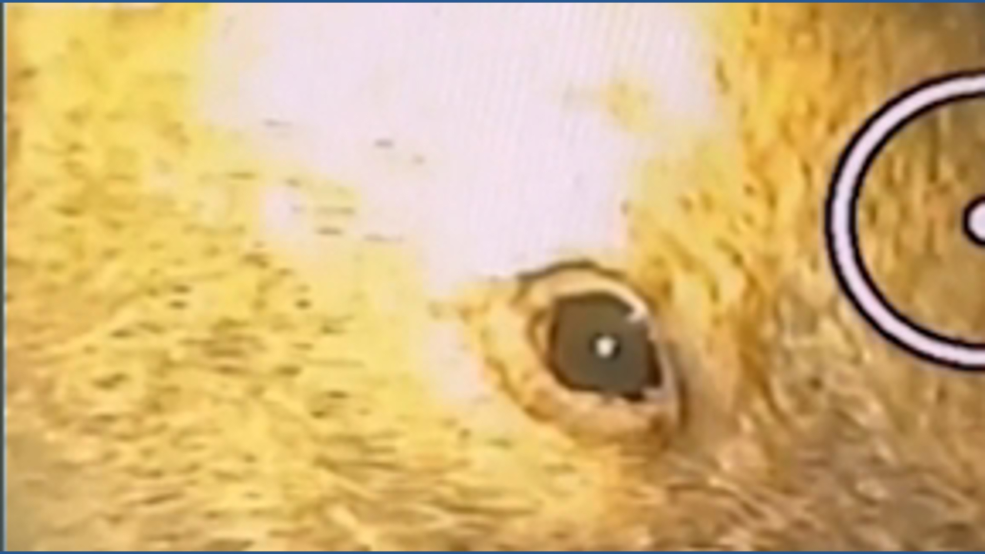Australian wombat blocks pipe during inspection