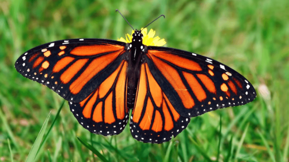 Monarch butterfly migration grows more fragile as habitat loss drives ...