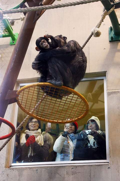 Japan zoo worker allegedly admits to throwing wife’s body into animal ...