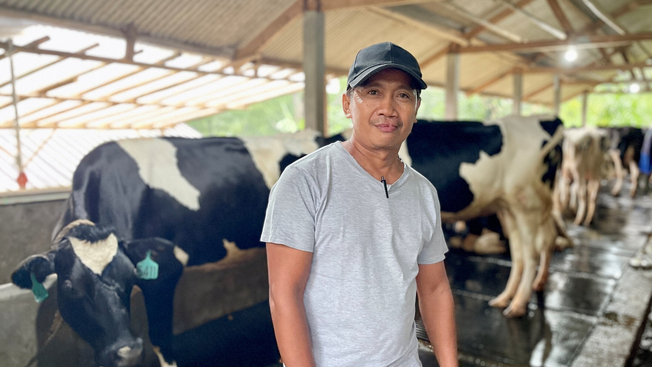Australian cows help rebuild Indonesian dairy herds after foot-and ...