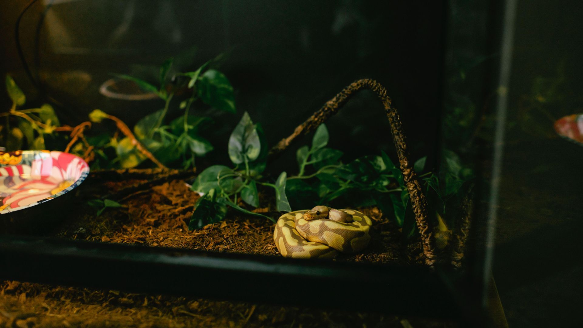 Reptile tank setup mistakes to avoid