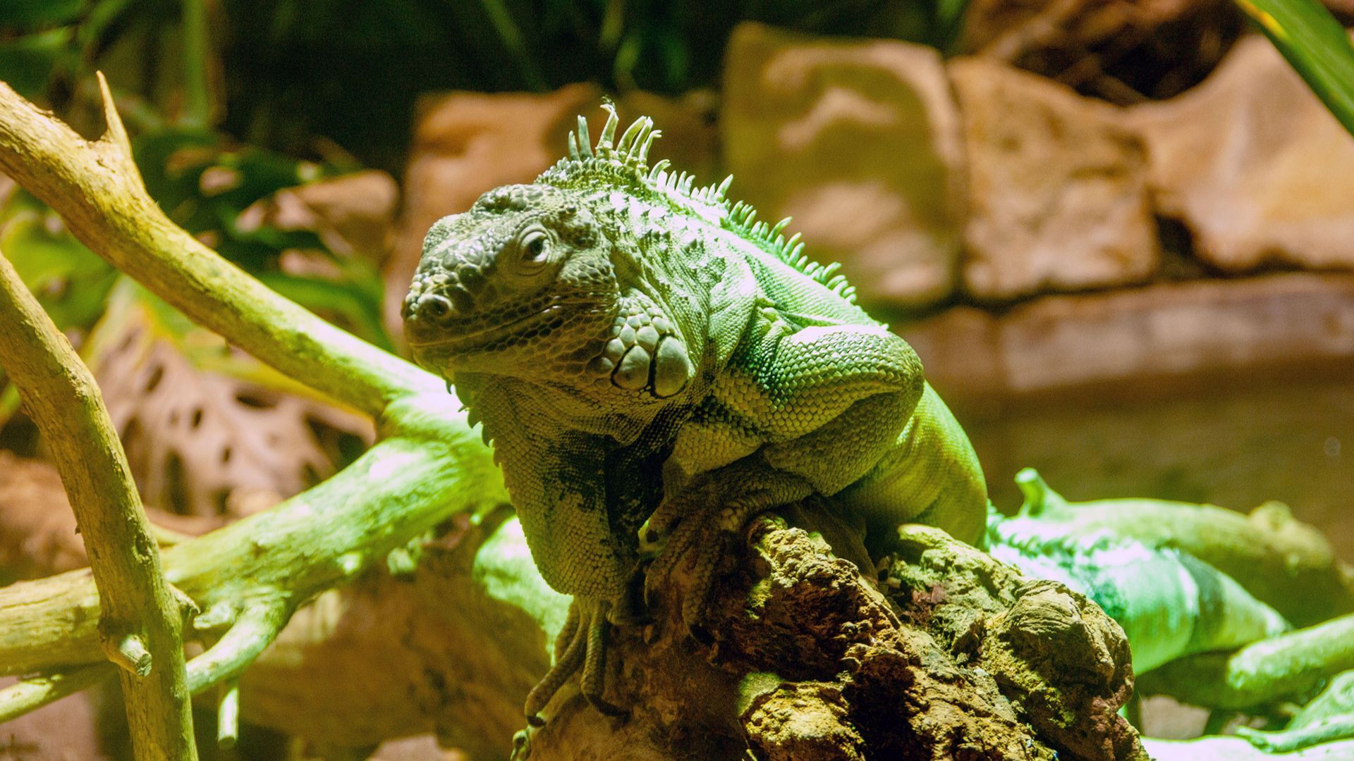 Reptile tank setup mistakes to avoid