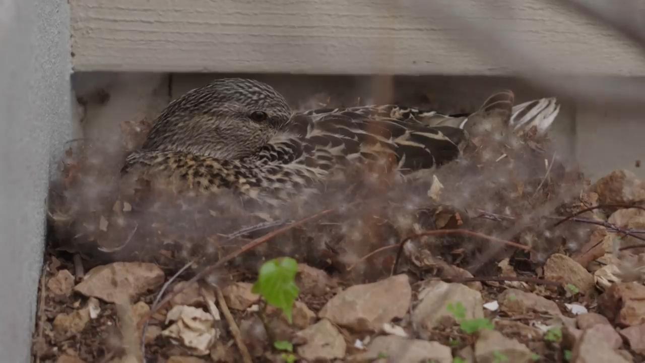 Wild animals are making their homes next to ours. Experts say it’s only ...