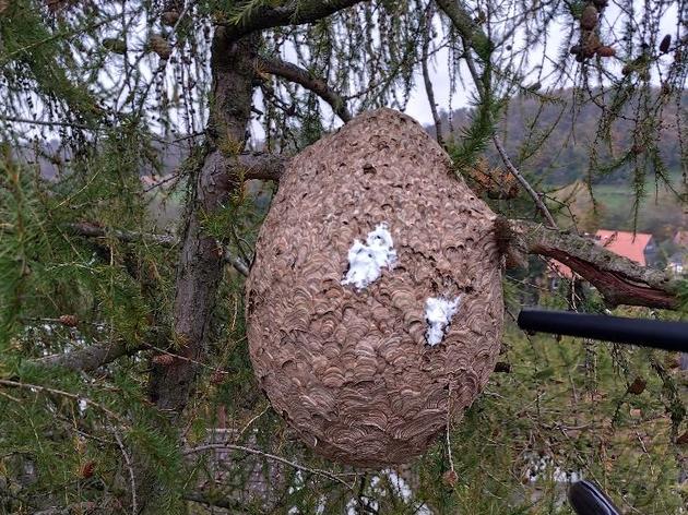 „Sie jagt blitzartig“: Invasive Hornissenart vernichtet ganze ...