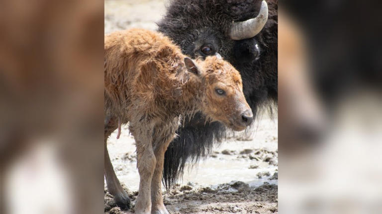 Baby bison born at Pueblo Zoo