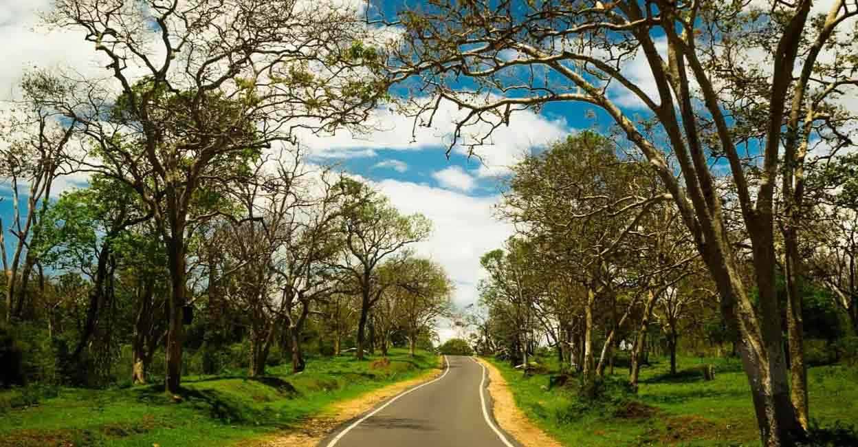 Viral 'Masinagudy vazhi Ooty' route closed for tourists: New route ...