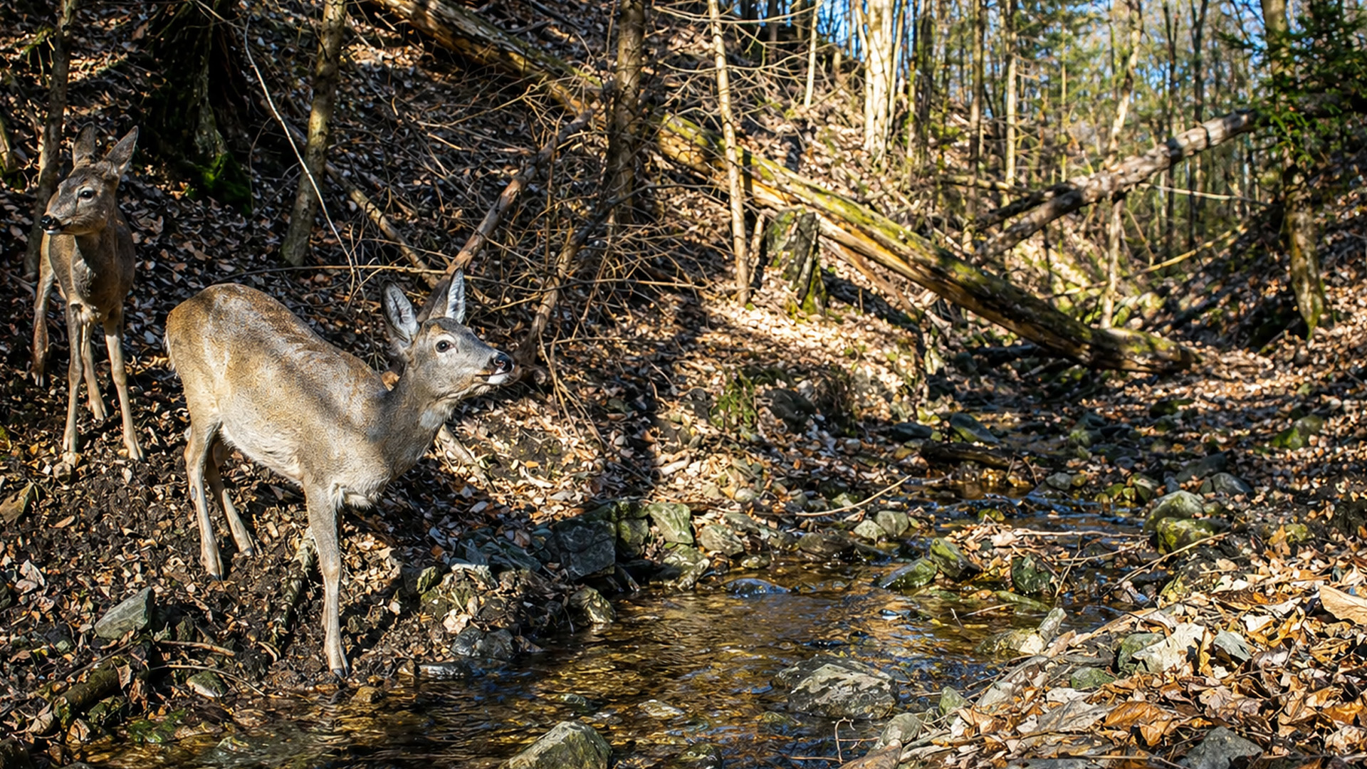 Diese versteckte Wildkamera hielt einen ruhigen Moment am Flussufer fest