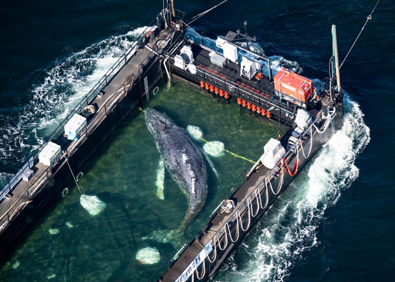 Humpback whale 'Timmy' released in North Sea after weeks stranded off ...