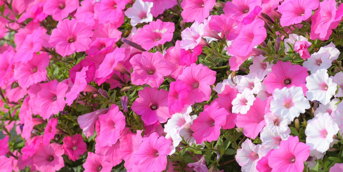 Low-maintenance plants for a carefree summer garden