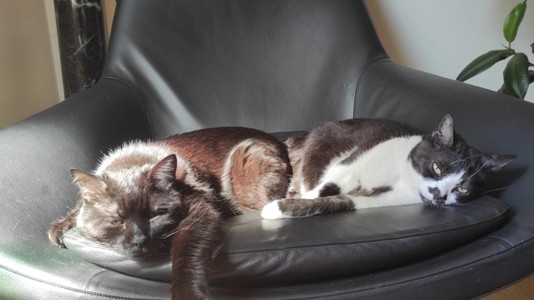 Los veterinarios coinciden: los gatos pueden perder en la vejez su ...
