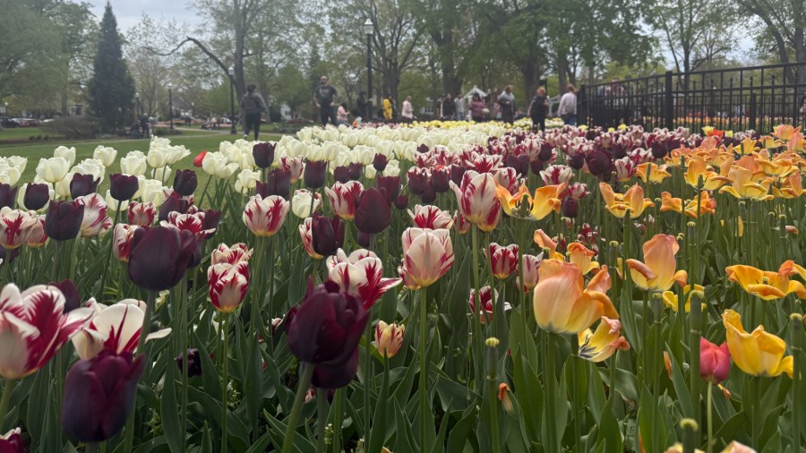 WOOD TV+ presents: A trip to Tulip Time
